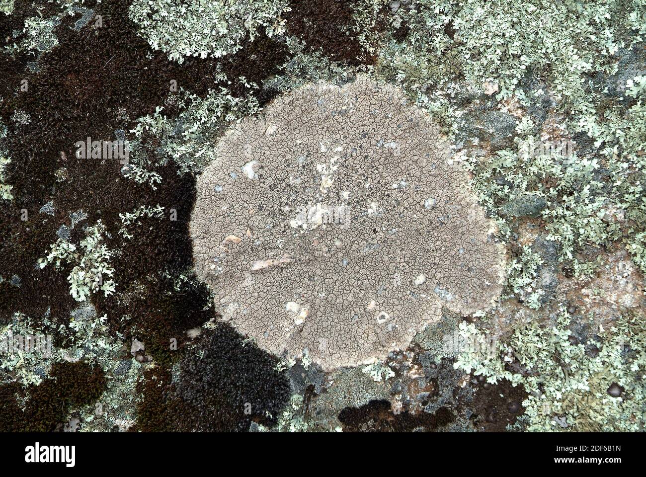 Ascomycota hi-res stock photography and images - Alamy