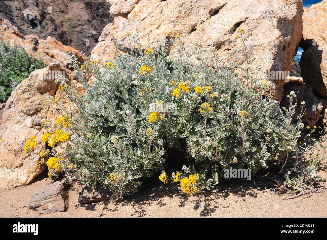 Senecio cineraria cineraria maritima silver hi-res stock photography ...