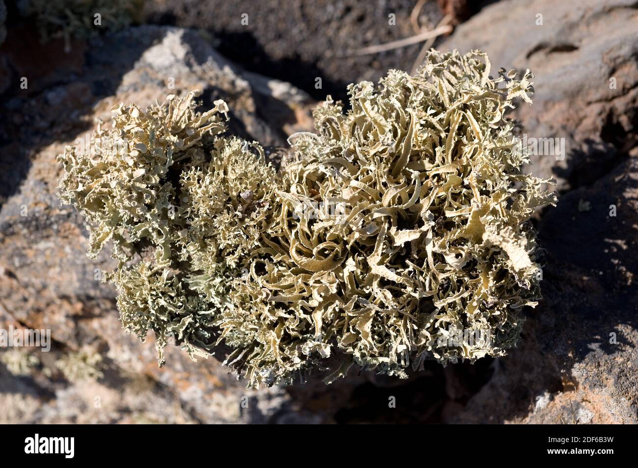 Ramalina canariensis hi-res stock photography and images - Alamy