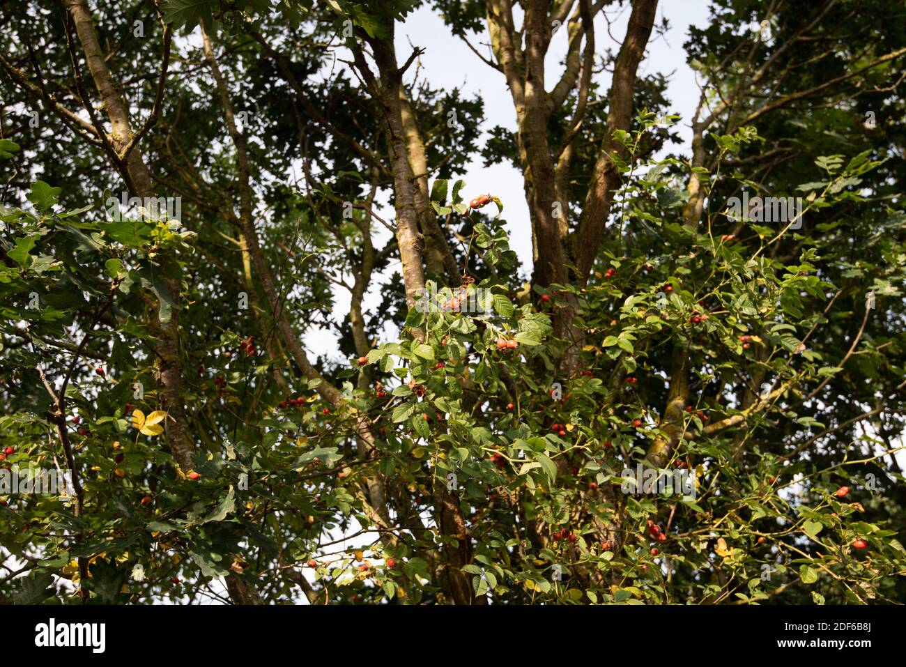 M25 Colne Valley Motorway Service Area proposed site, Iver Heath, Bucks ...