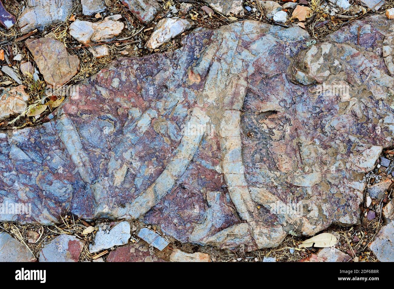 Ichnofossil in hi-res stock photography and images - Alamy