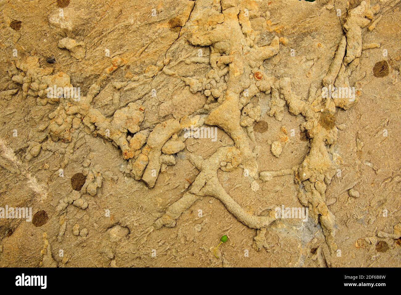 Trace Fossils Burrows