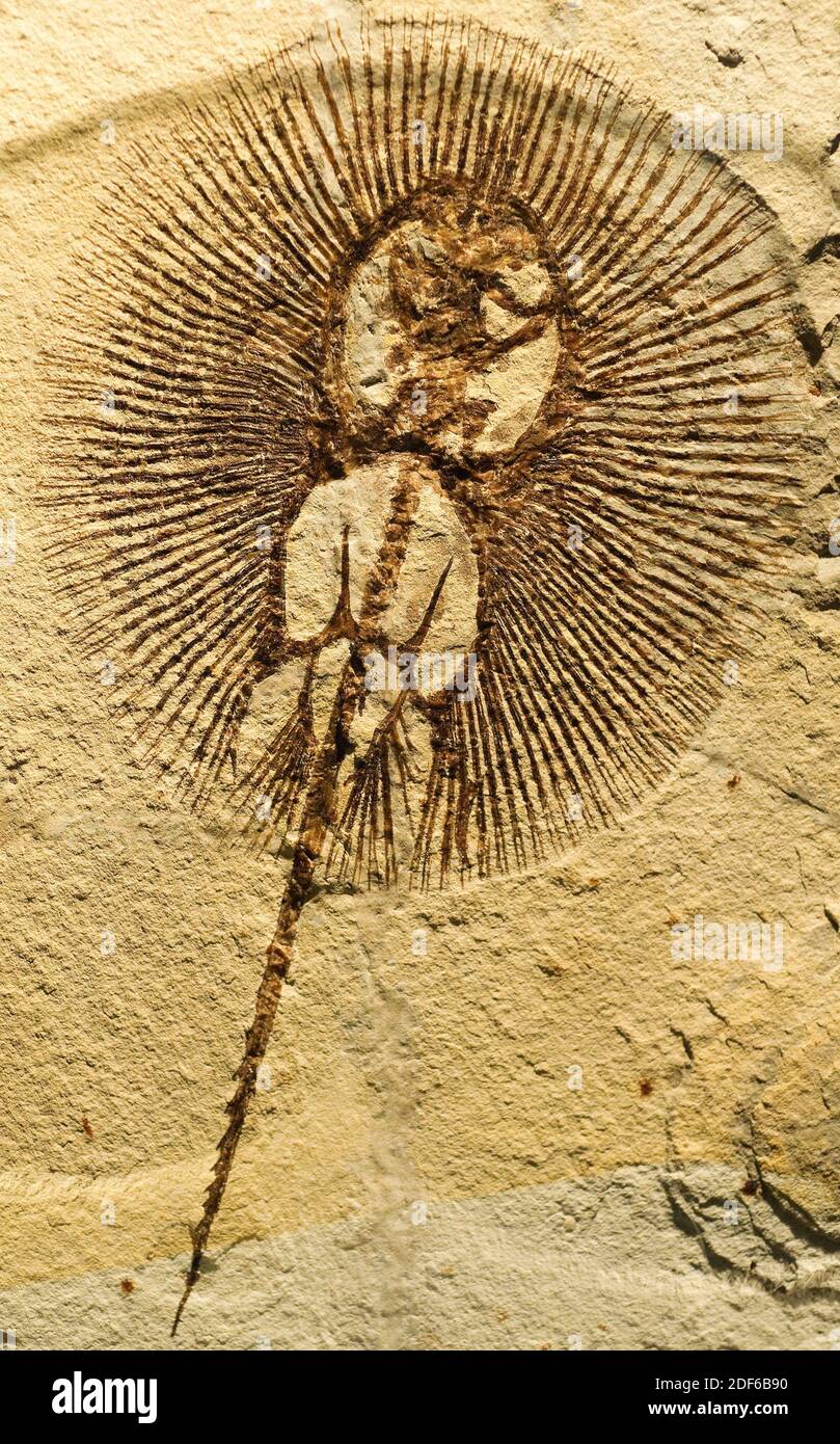 Fossil Species High Resolution Stock Photography and Images - Alamy
