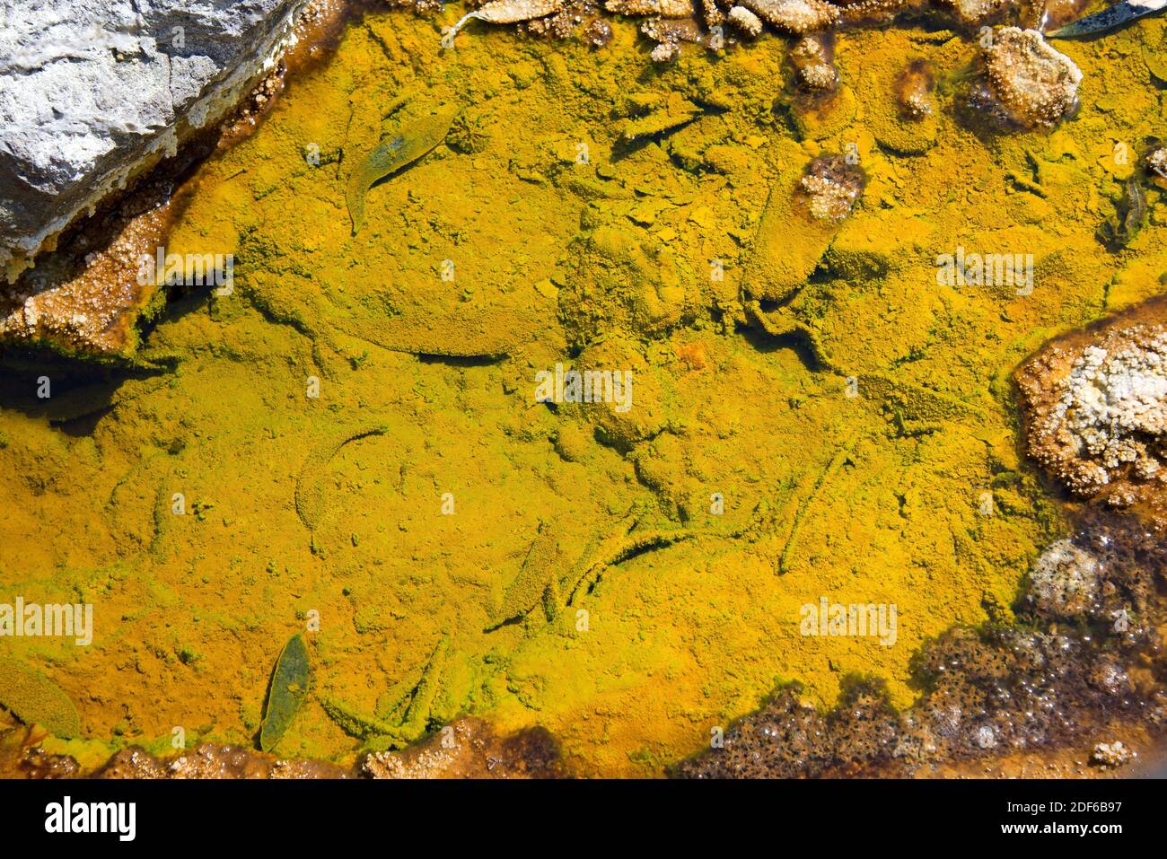 Extremophilic bacteria hi-res stock photography and images - Alamy
