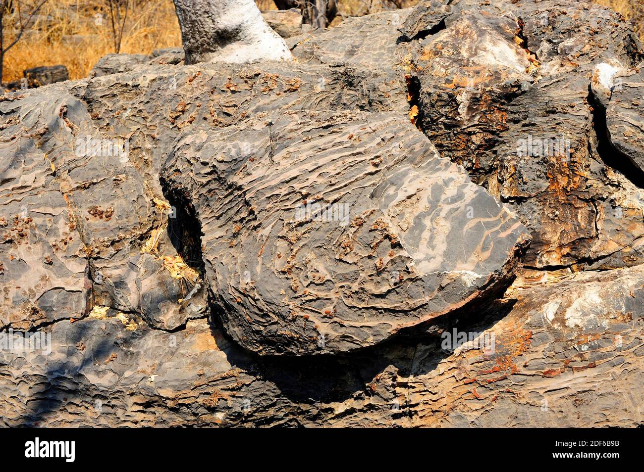 Cyanobacteria Fossil High Resolution Stock Photography and Images - Alamy