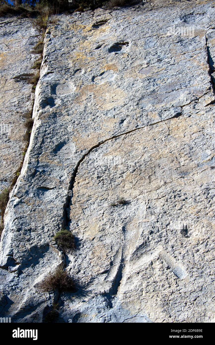 Ichnofossils or trace fossils of sauropods dinosaurs footprints ...