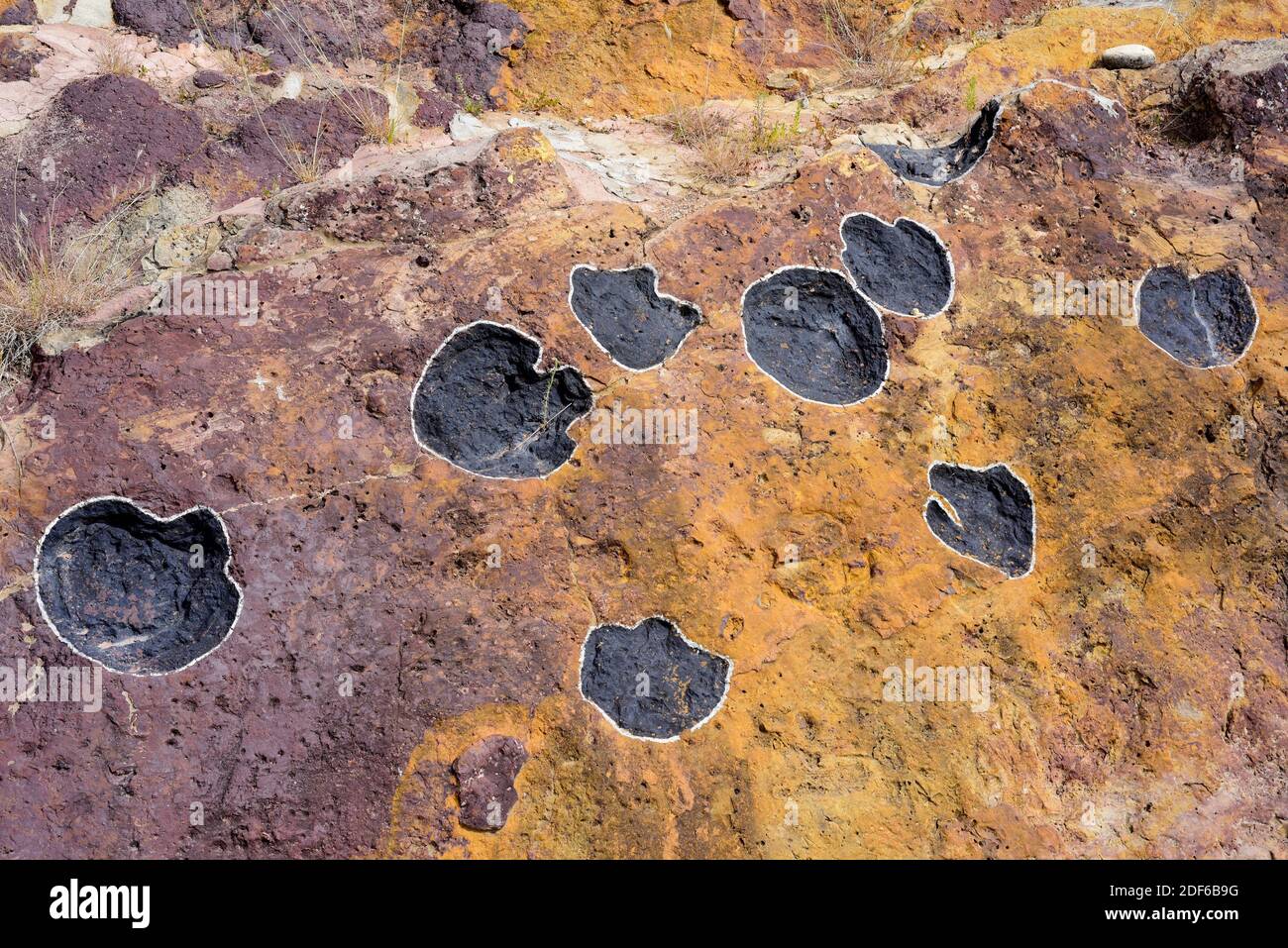 Trace Fossils Footprints