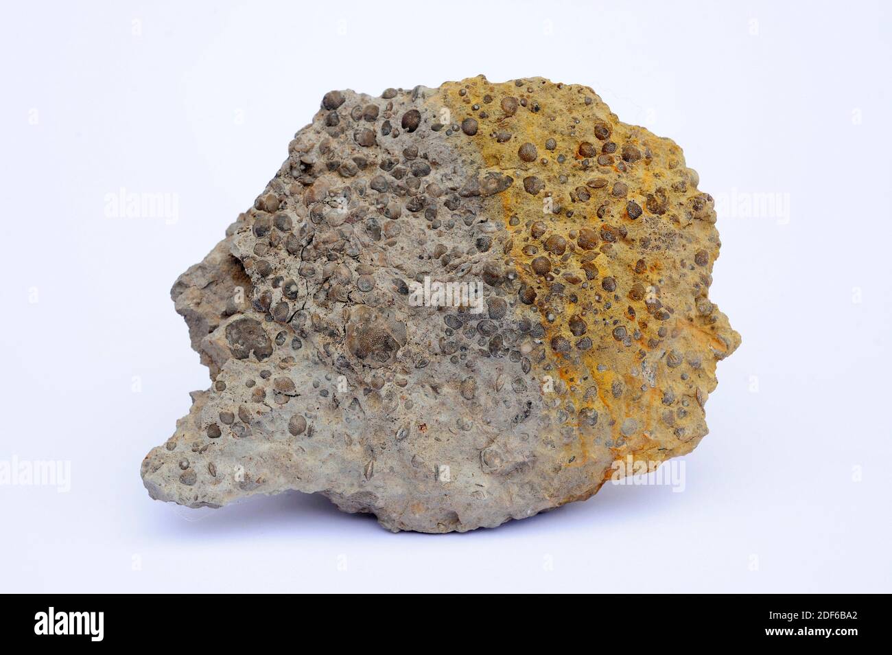 Nummulitic limestone or foraminiferal limestone. This sample comes from ...