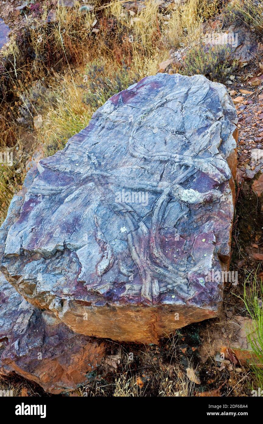 Trace fossil trilobite hi-res stock photography and images - Alamy