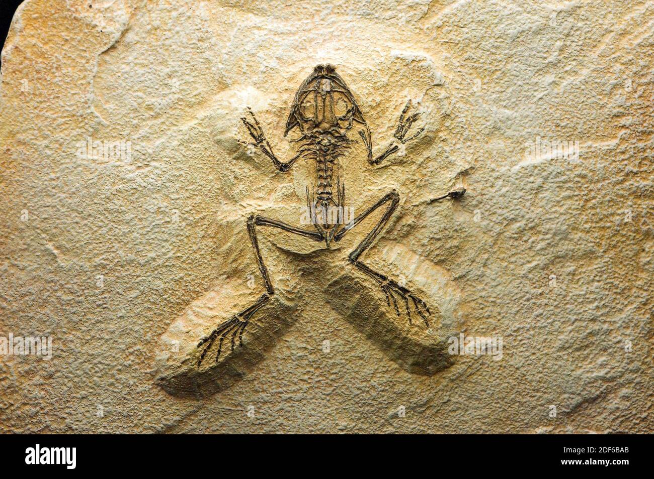Eocene not paleocene hi-res stock photography and images - Alamy
