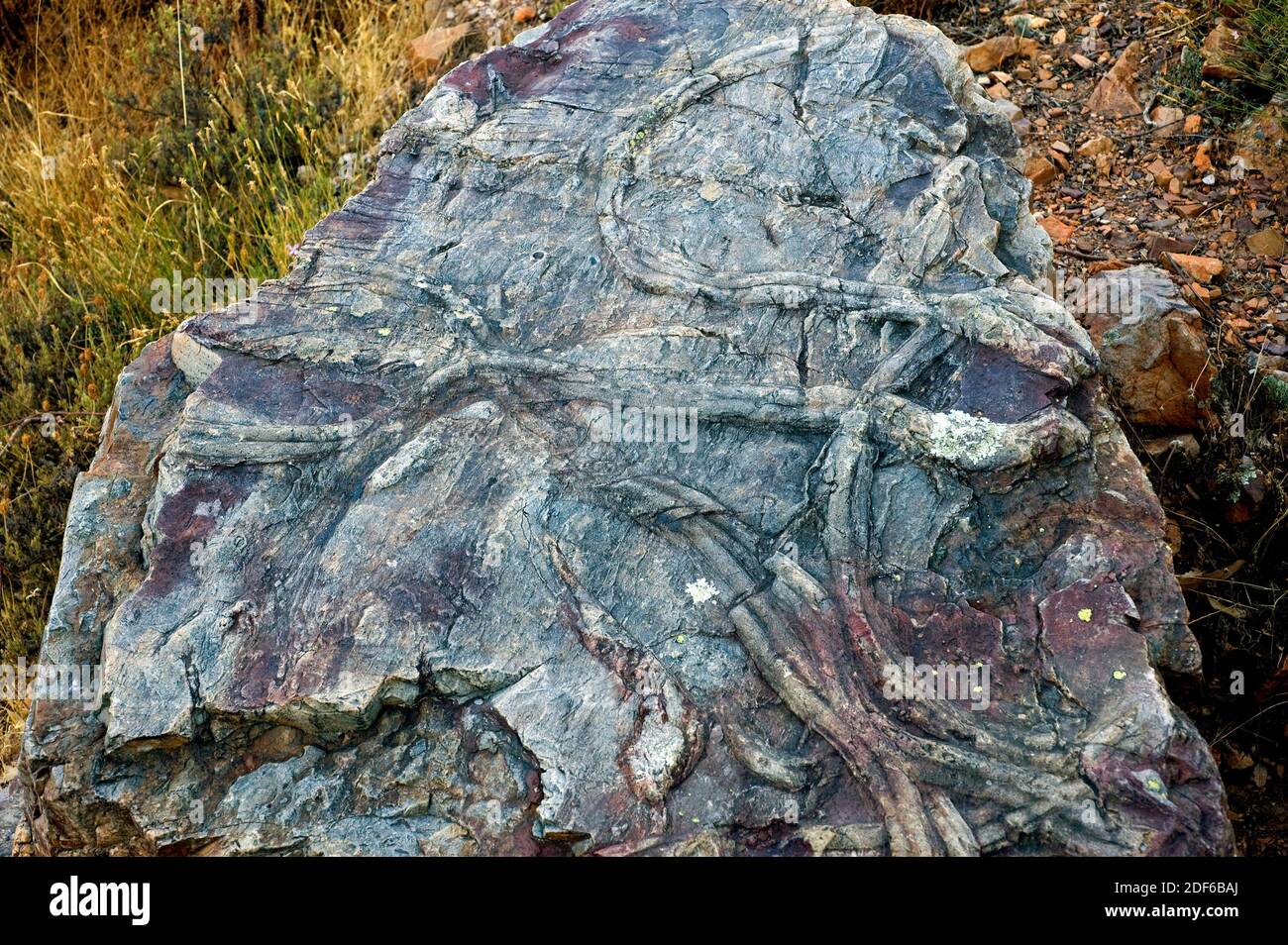 Trace Fossil High Resolution Stock Photography and Images - Alamy