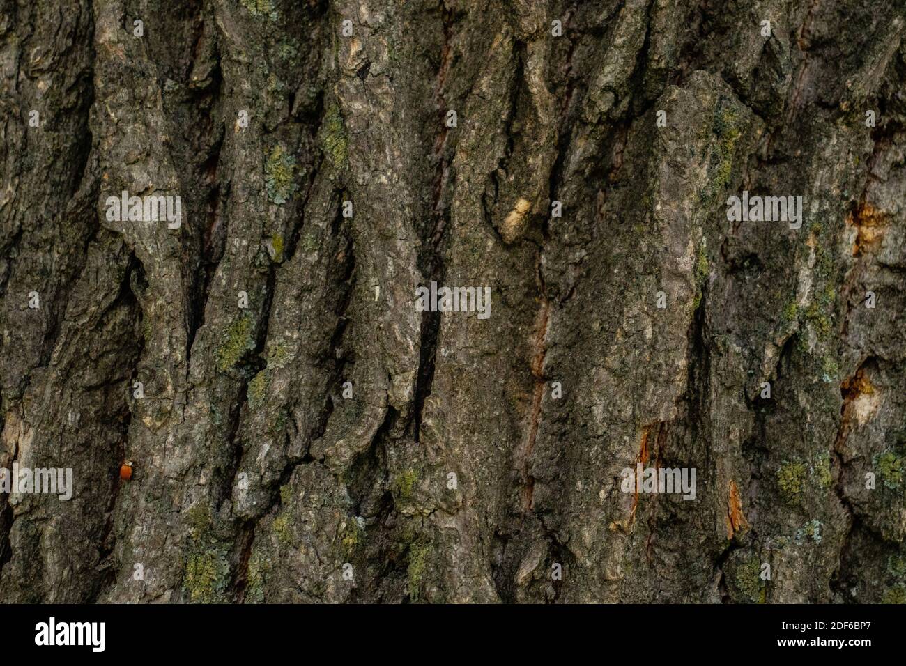 Tree texture hi-res stock photography and images - Alamy