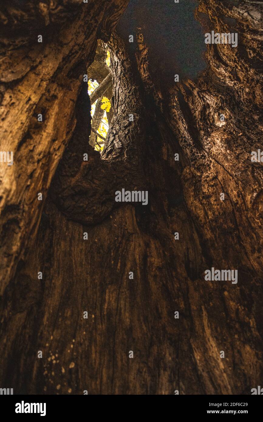 Oak tree trunk hole hi-res stock photography and images - Alamy