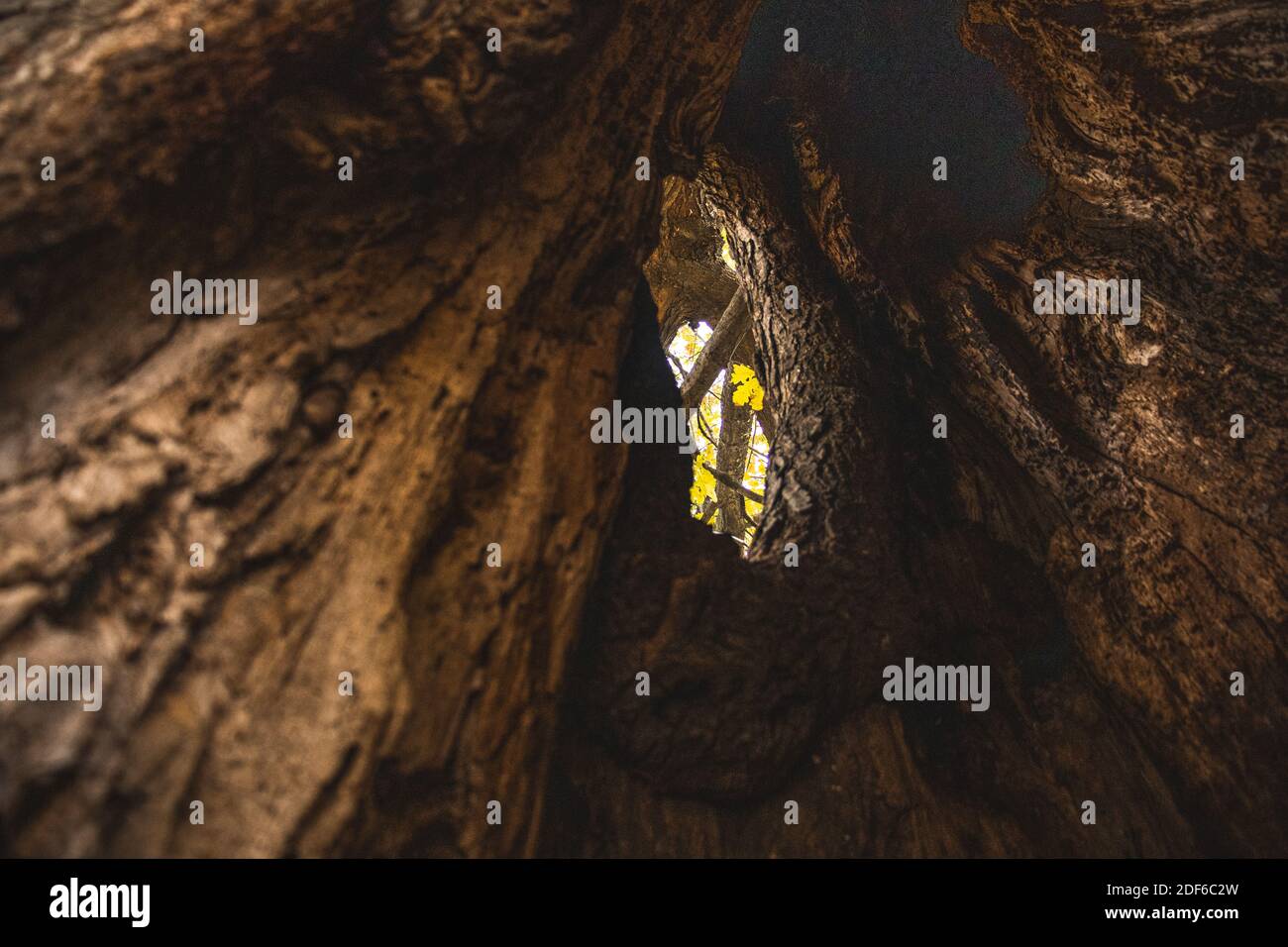 Oak tree trunk hole hi-res stock photography and images - Alamy