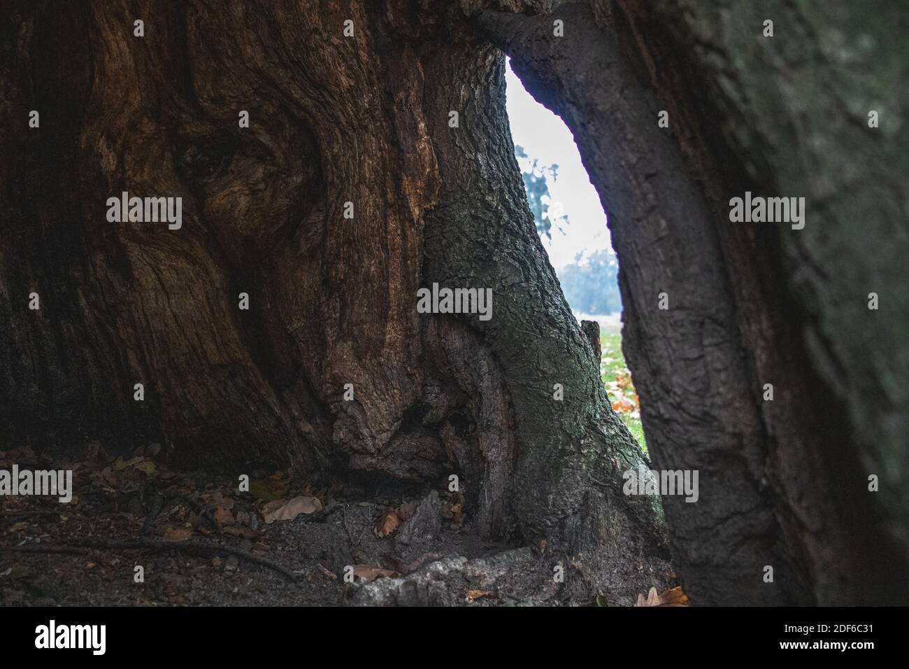 Oak tree trunk hole hi-res stock photography and images - Alamy