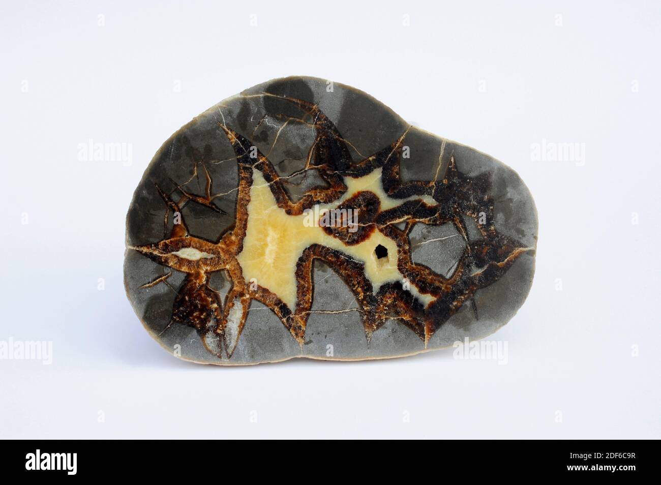 Septaria or septarian concretion is a mineral precipitation (calcite ...
