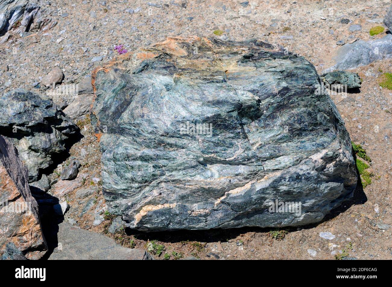 Serpentinite Metamorphic Rock