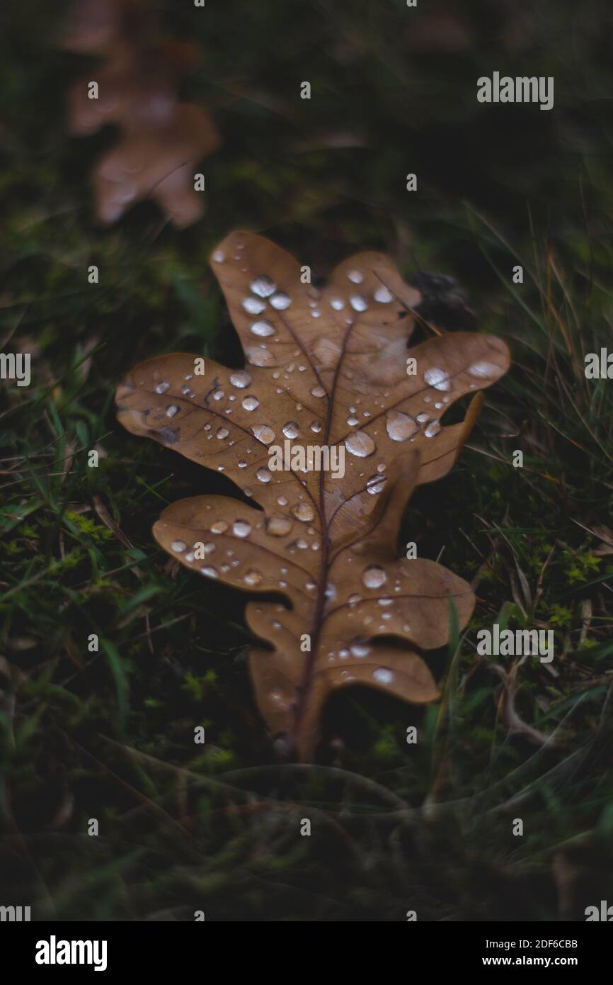Water drops on oak leaf hi-res stock photography and images - Alamy