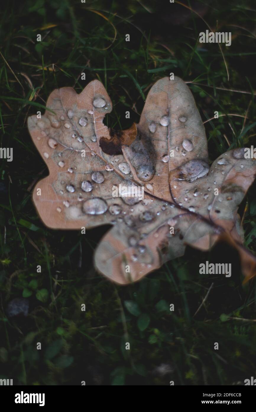 Water oak tree hi-res stock photography and images - Alamy