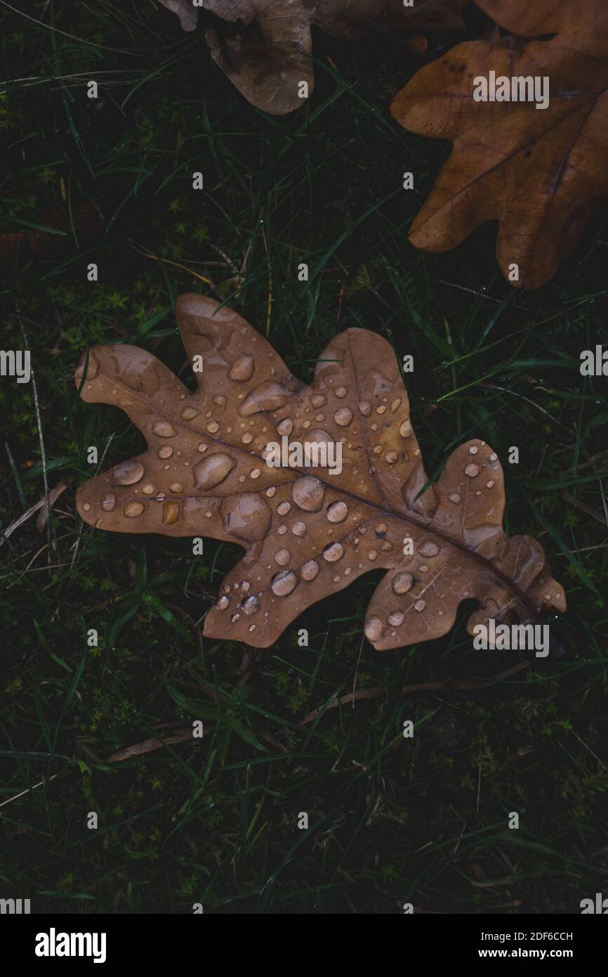 Water oak leaf hi-res stock photography and images - Alamy