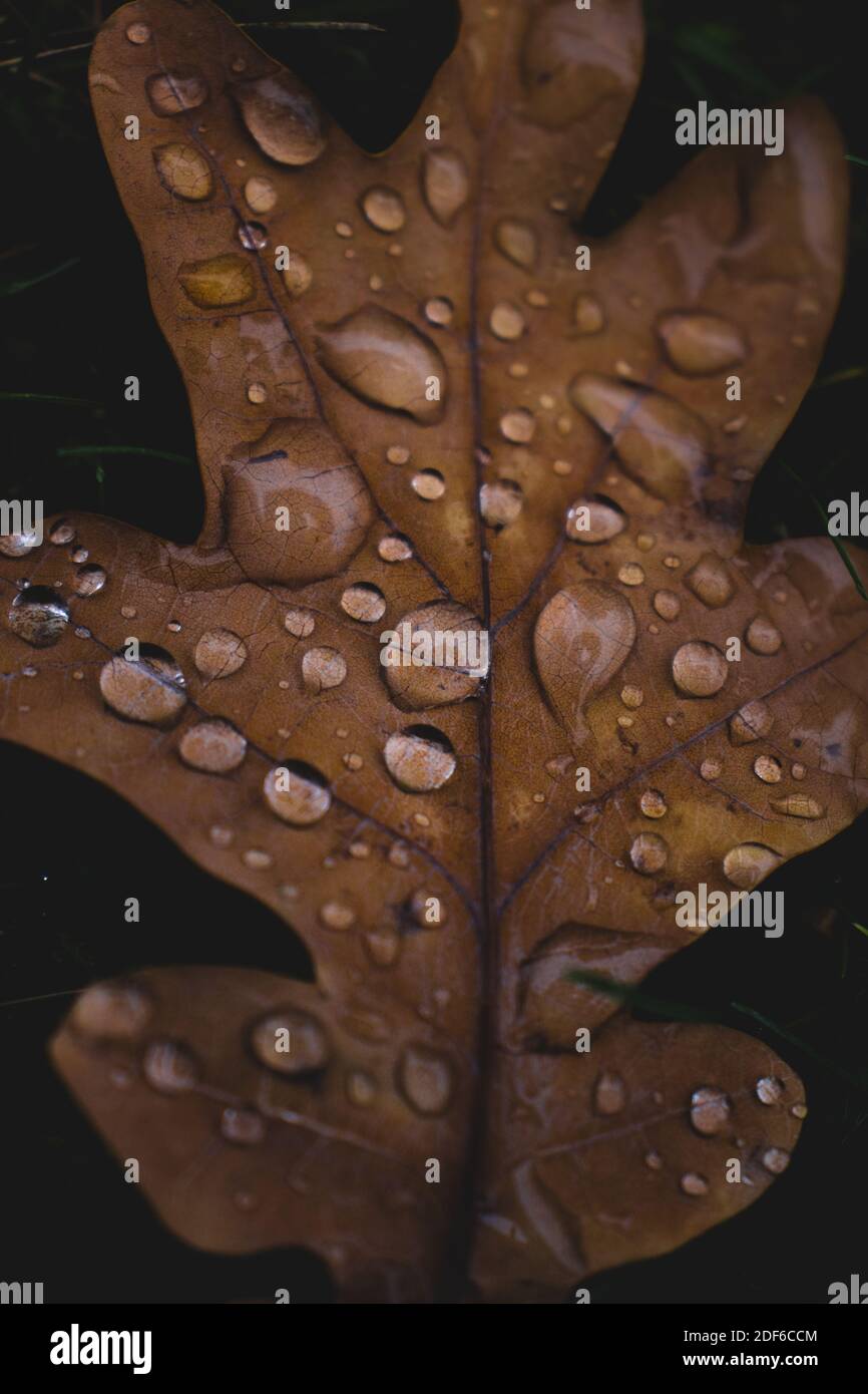 Water oak leaf hi-res stock photography and images - Alamy