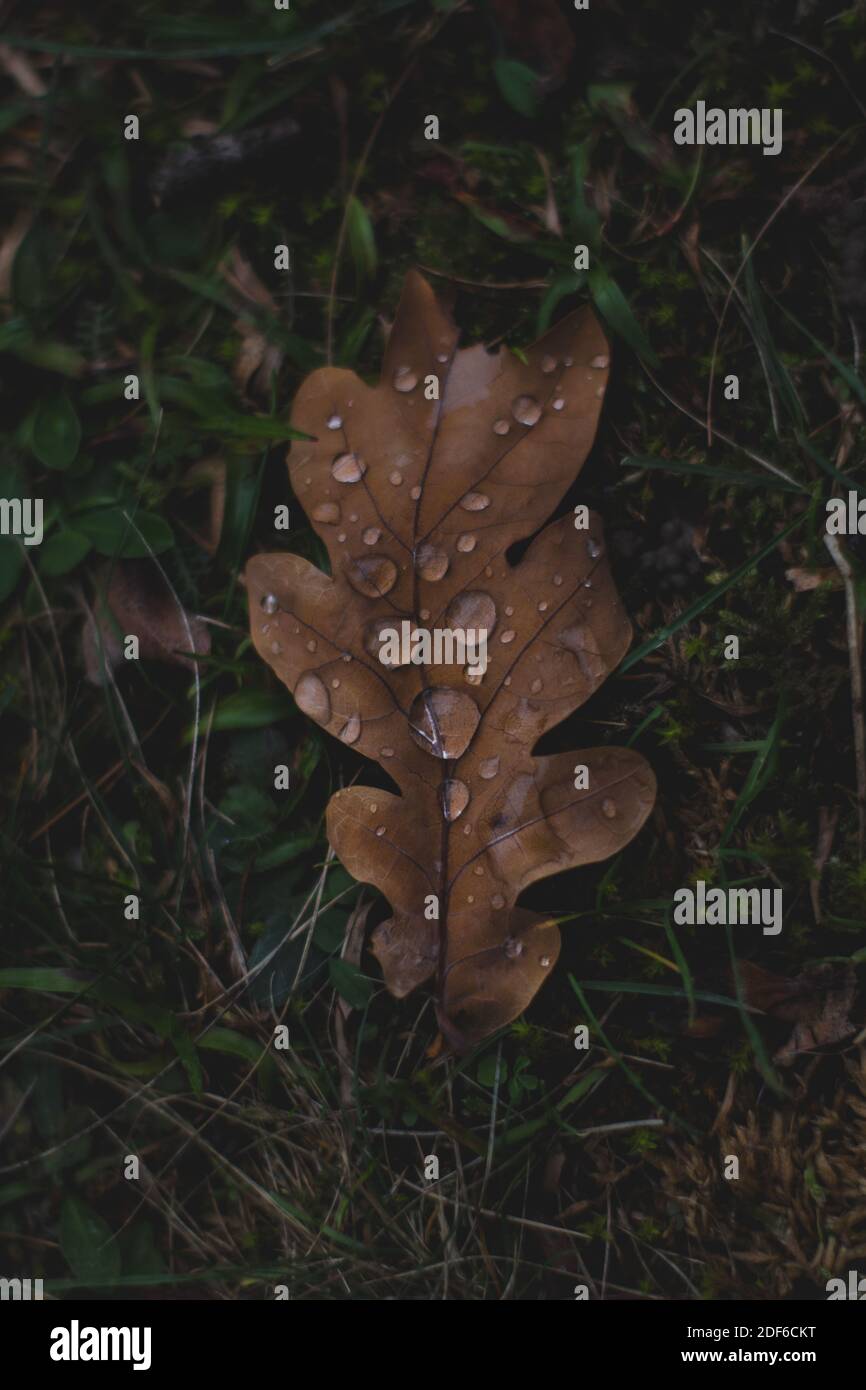 Water oak tree hi-res stock photography and images - Alamy