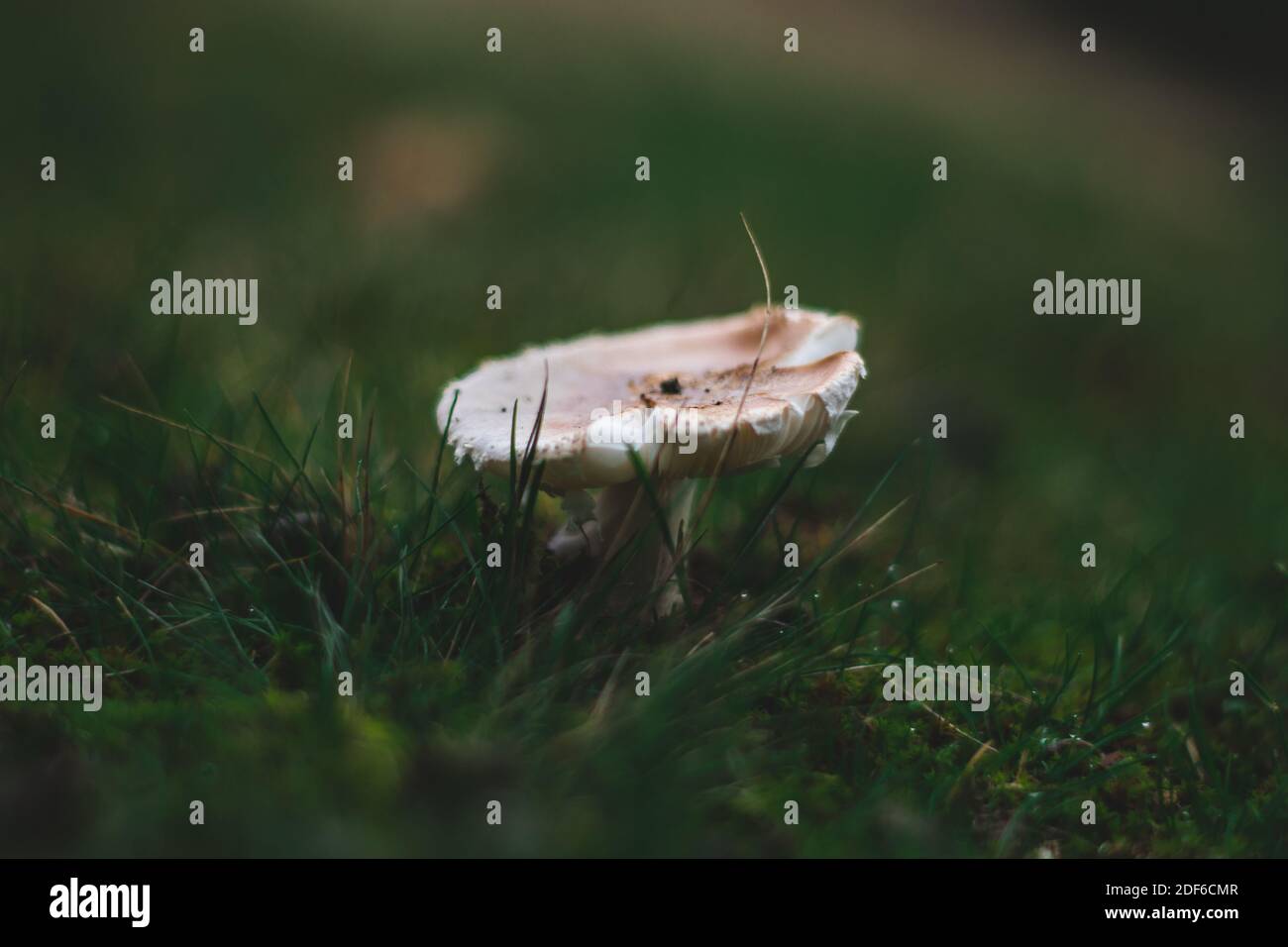Small White Mushroom in the grass, autumn Stock Photo - Alamy