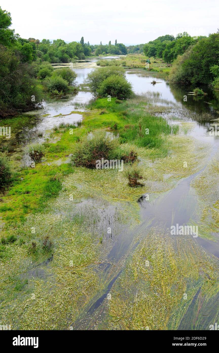 Common water crowfoot hi-res stock photography and images - Alamy