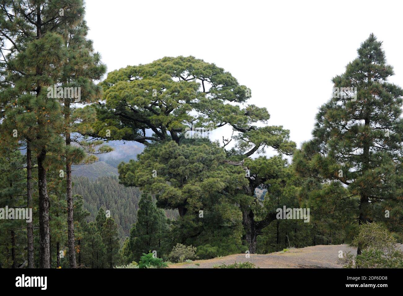 Pinus canariensis hi-res stock photography and images - Alamy