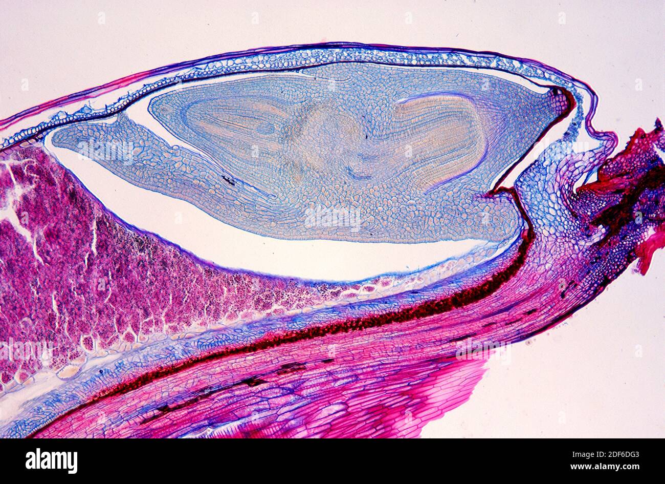 Bran endosperm germ hi-res stock photography and images - Alamy