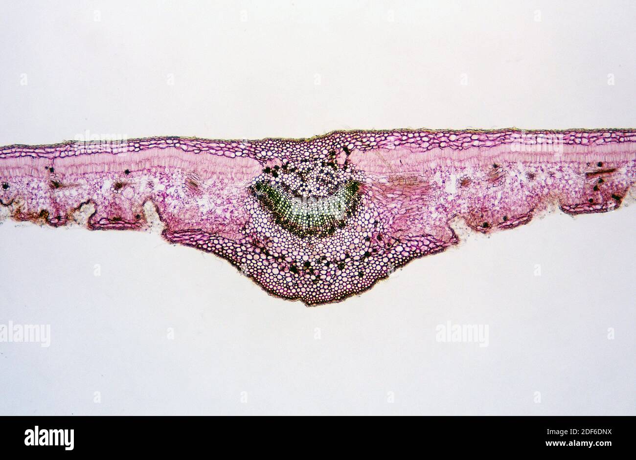 Nerium Oleander Cross Section