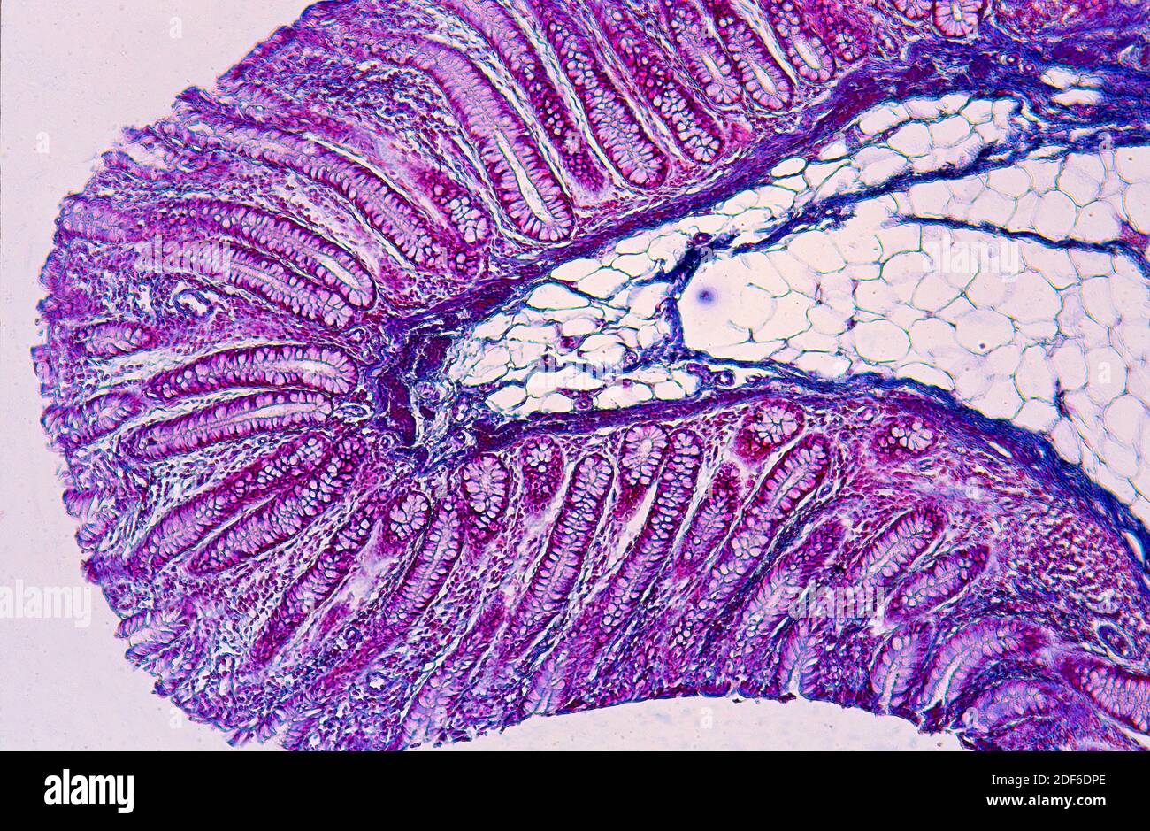 Science cross hi-res stock photography and images - Alamy