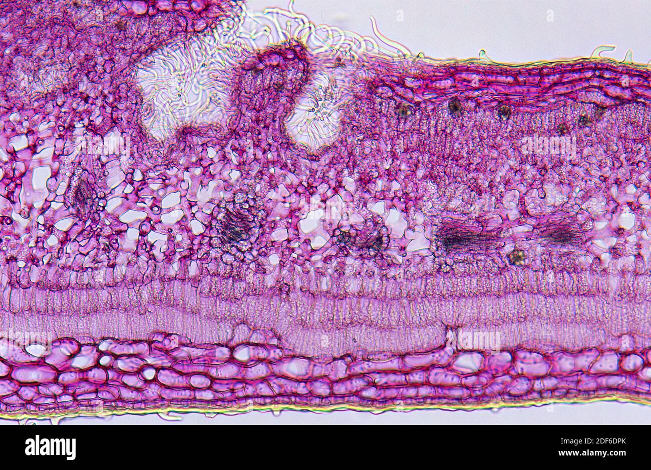 Nerium Oleander Leaf Cross Section