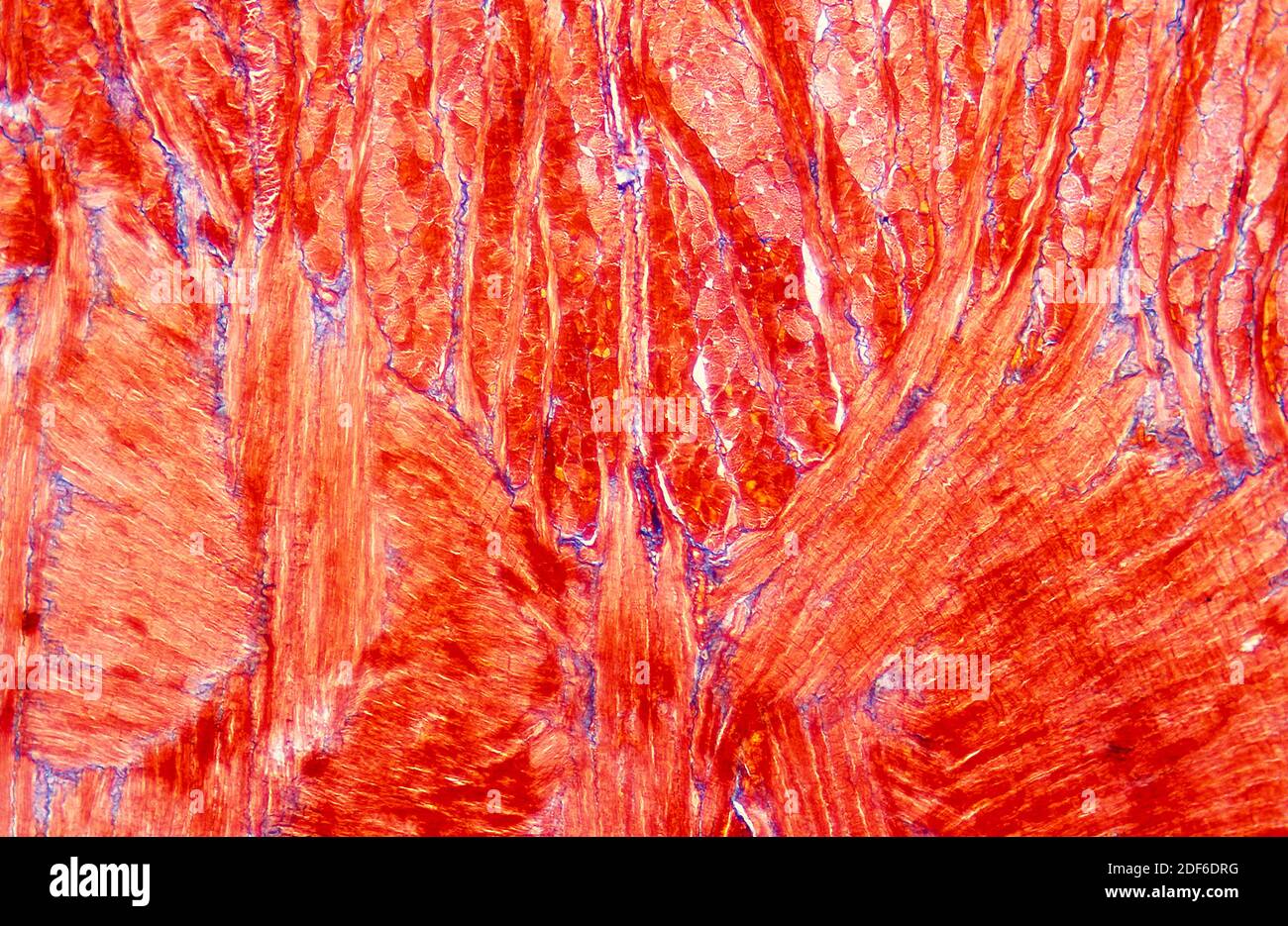 Longitudinal sections hi-res stock photography and images - Alamy