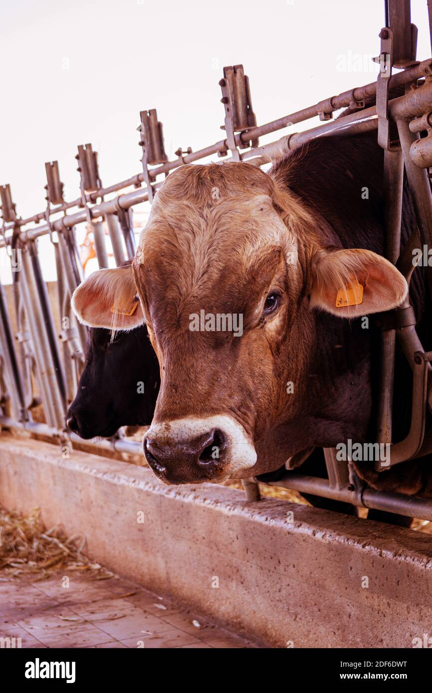 A vertical closeup of a cow head looking through metal bars Stock Photo ...