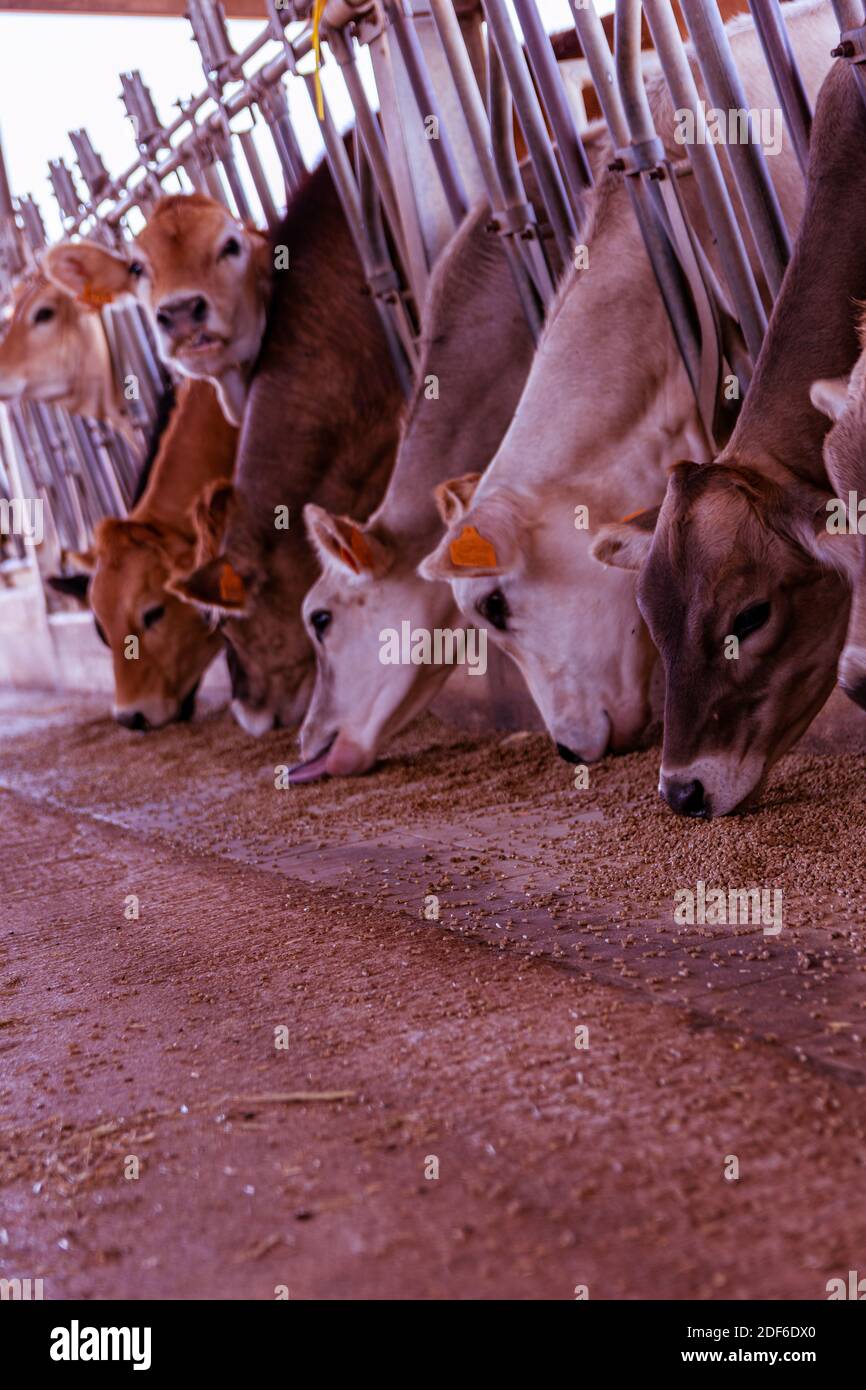 Cow eating corn hi-res stock photography and images - Alamy