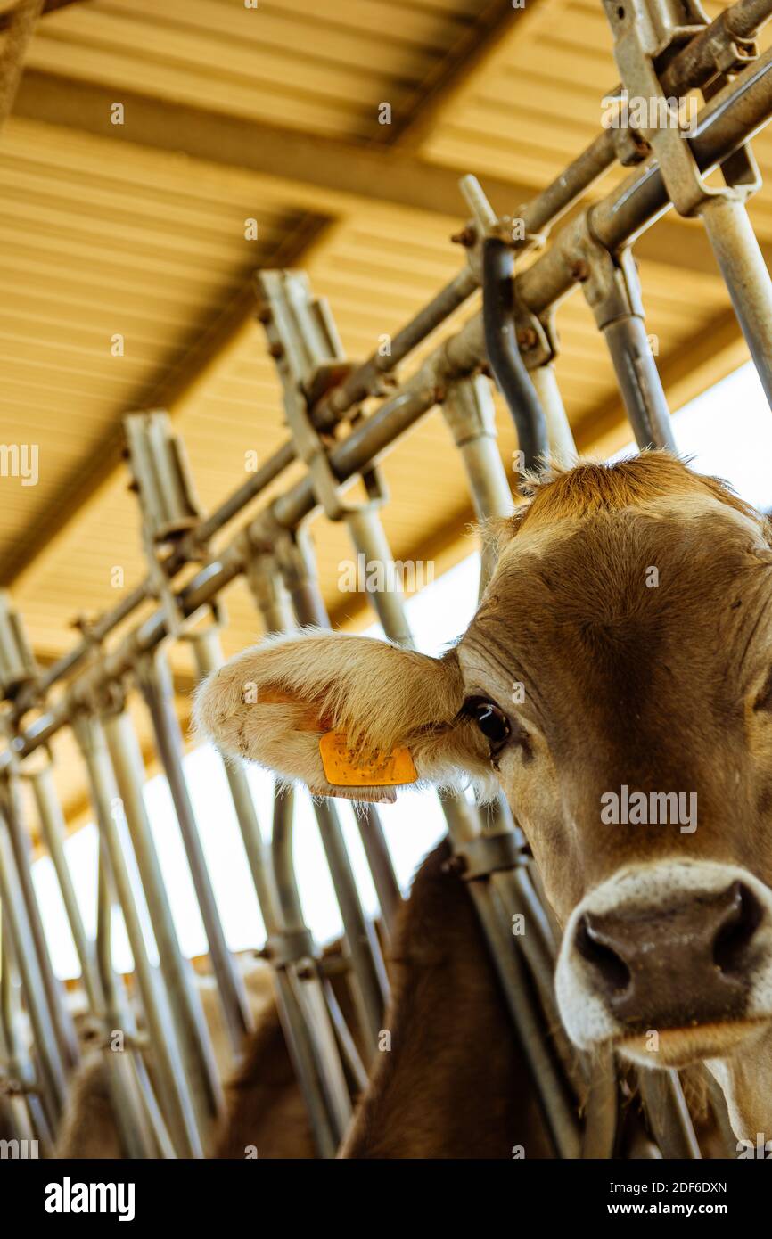A vertical closeup of a head of a cow looking through metallic bars to ...