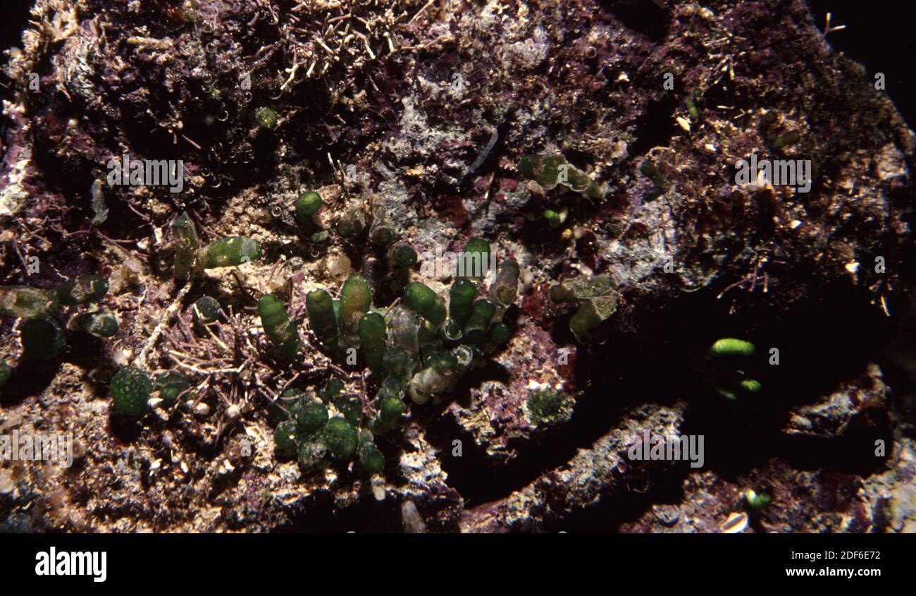 Neomeris annulata hi-res stock photography and images - Alamy