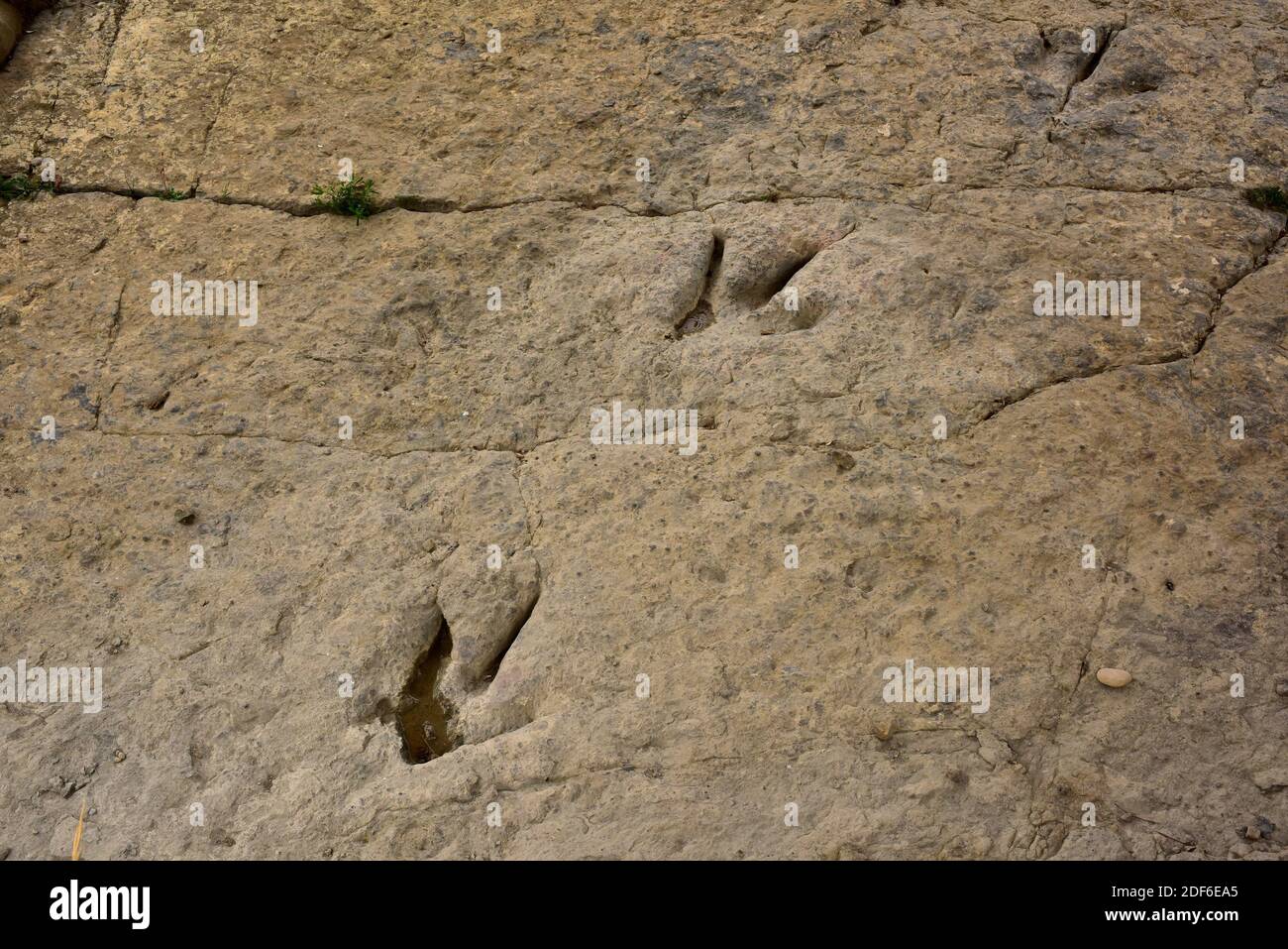 Fossilized Footprint High Resolution Stock Photography and Images - Alamy
