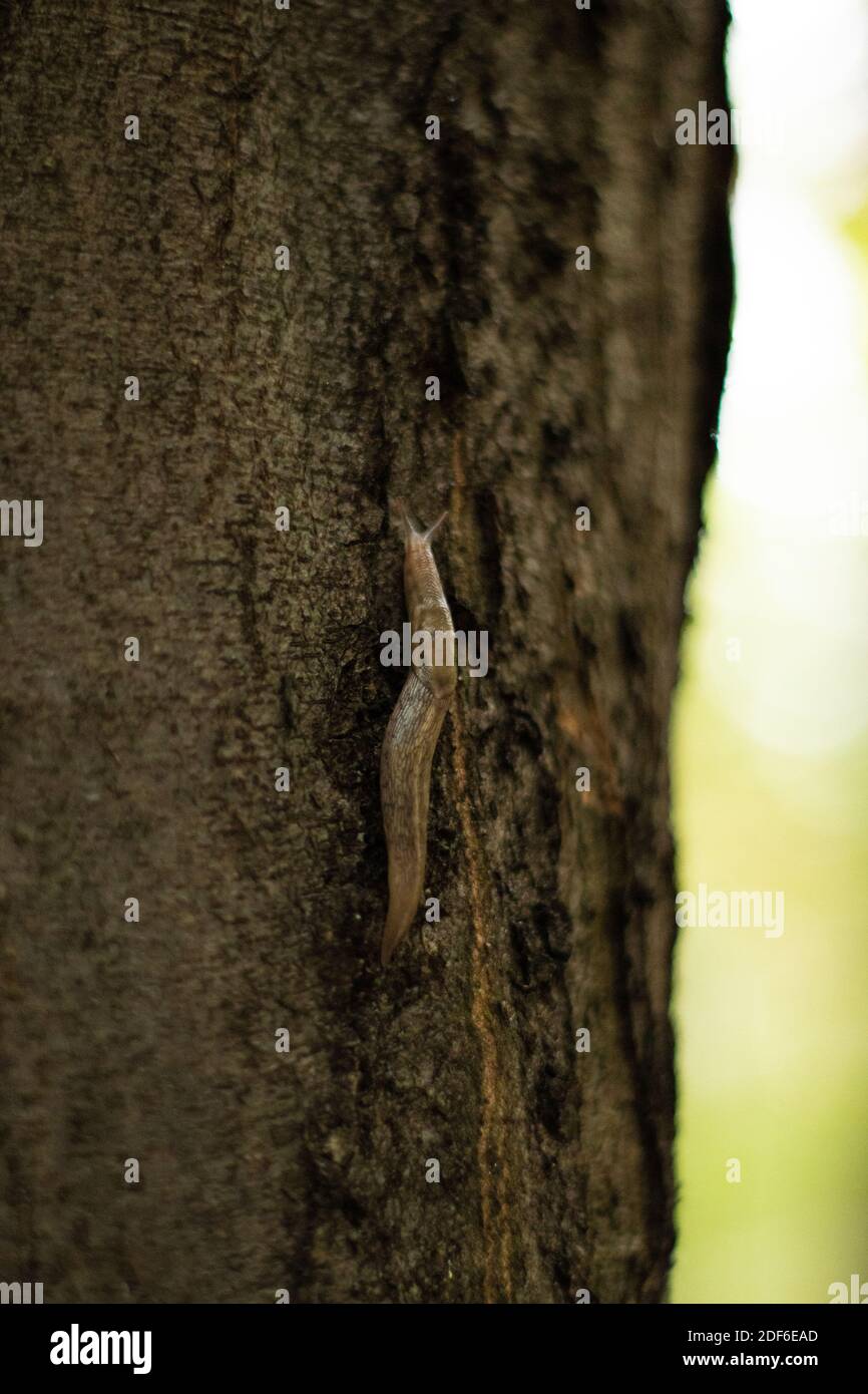 Snail without shell, slugs on the oak tree Stock Photo - Alamy