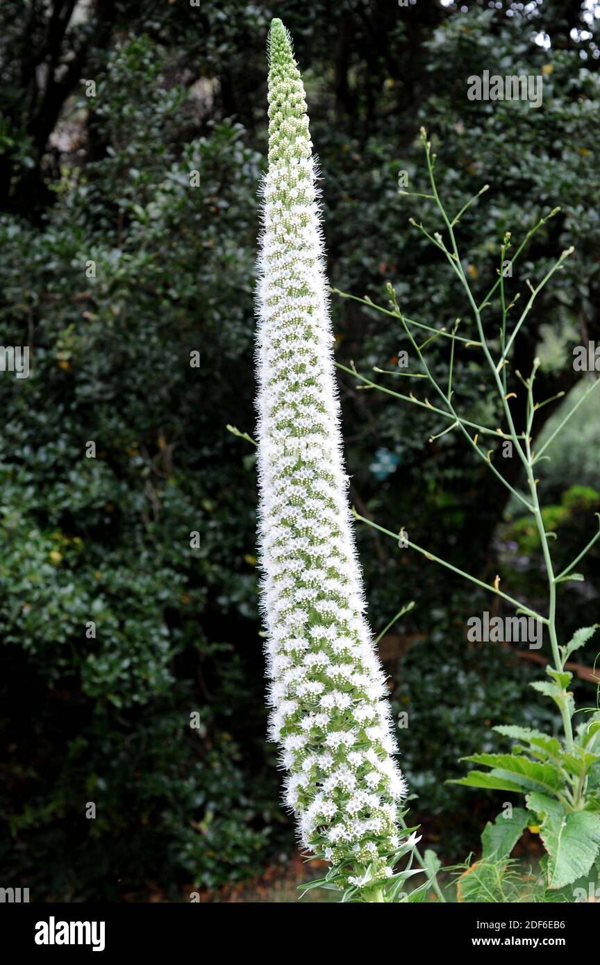 Simplex hi-res stock photography and images - Alamy