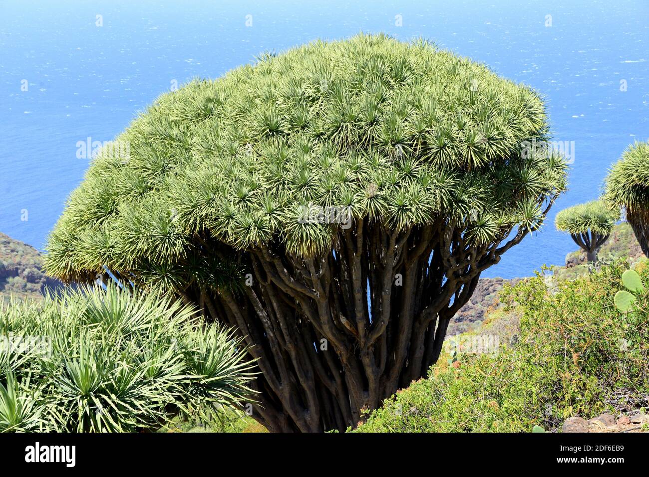 Canary islands dragon tree hi-res stock photography and images - Alamy