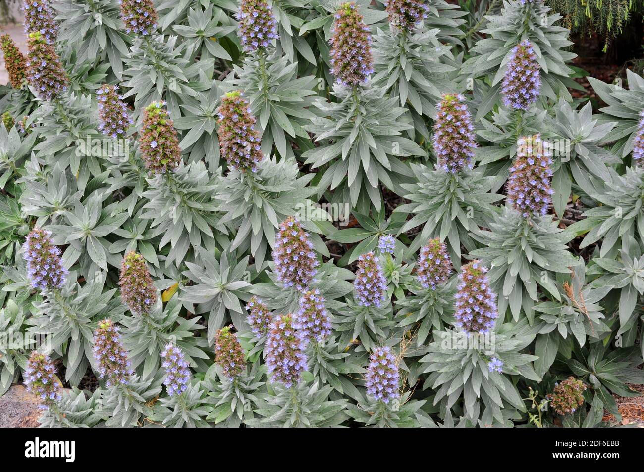 Island endemic flower shrub hi-res stock photography and images - Alamy