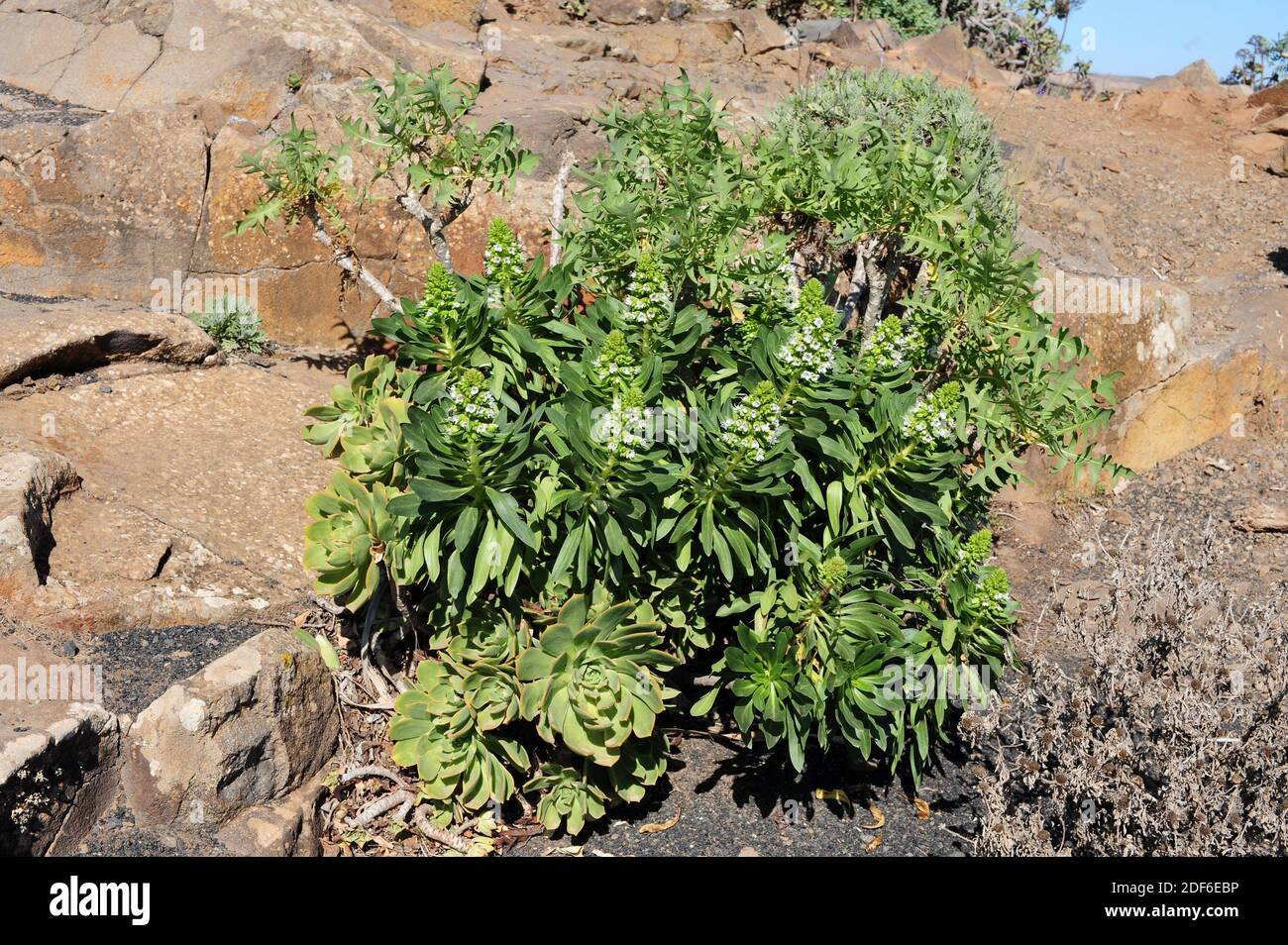 Blanco island hi-res stock photography and images - Alamy