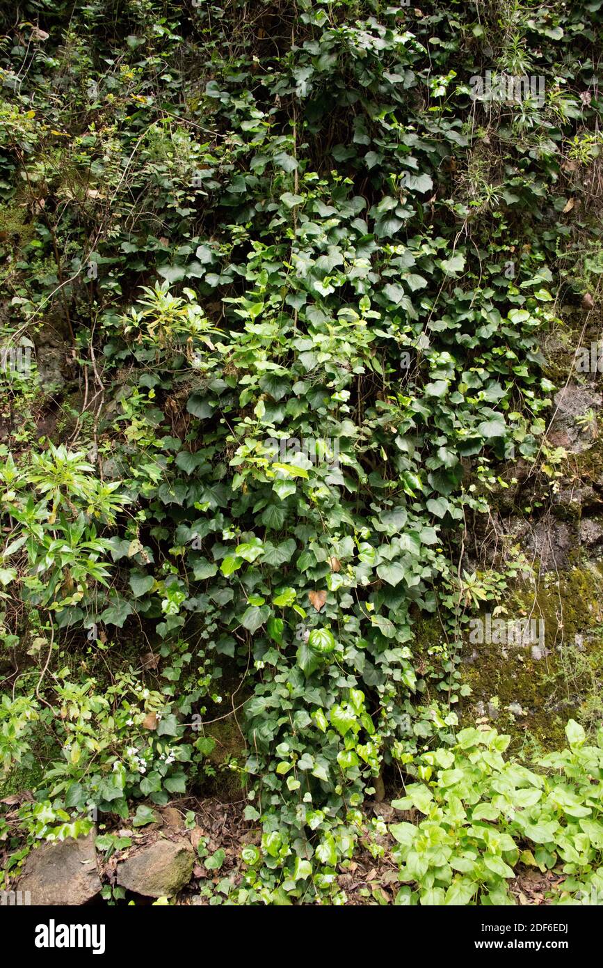 Canarian ivy hedera canariensis hi-res stock photography and images - Alamy