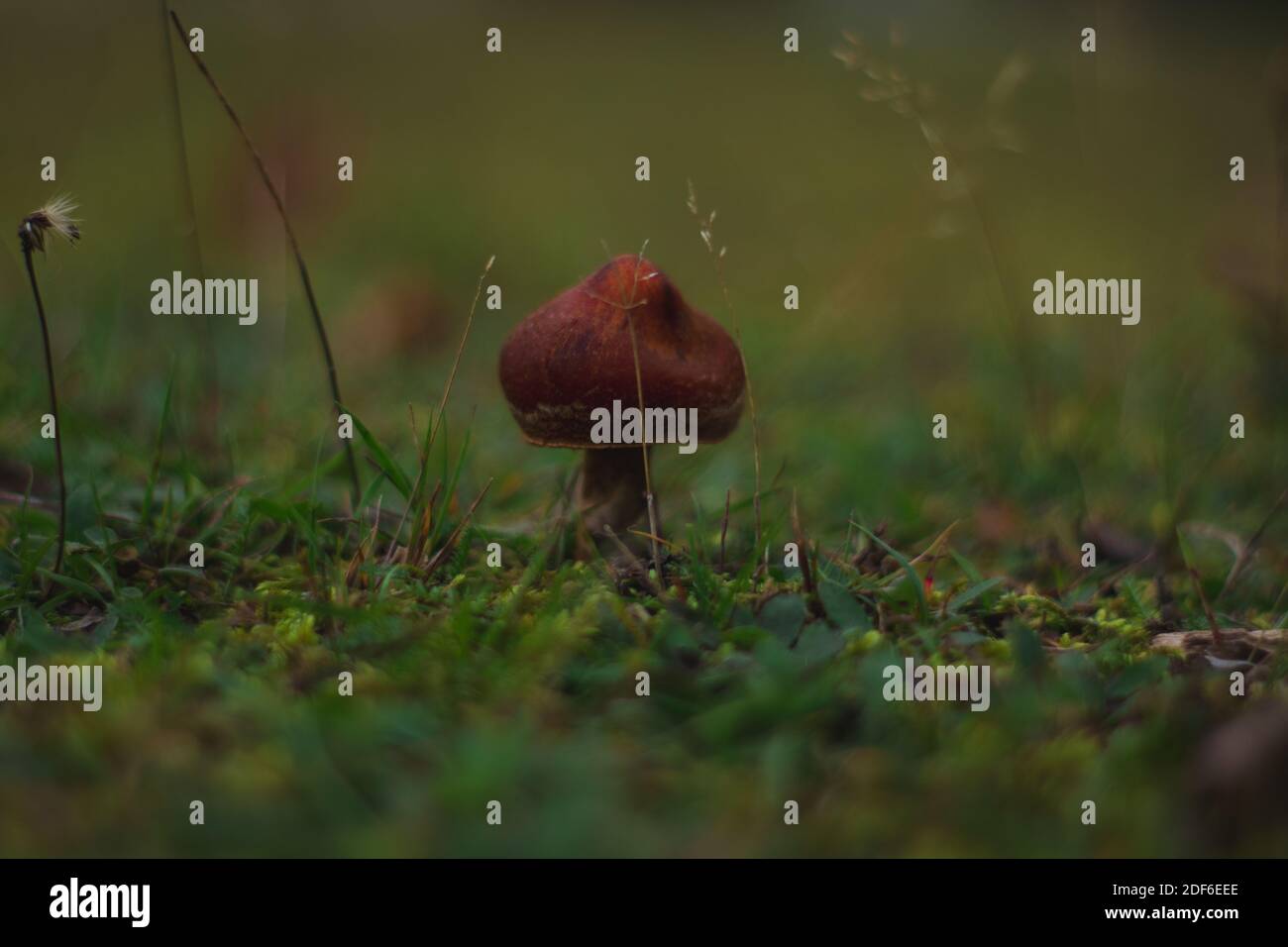 Small Red Mushroom in the grass, tiny Stock Photo - Alamy