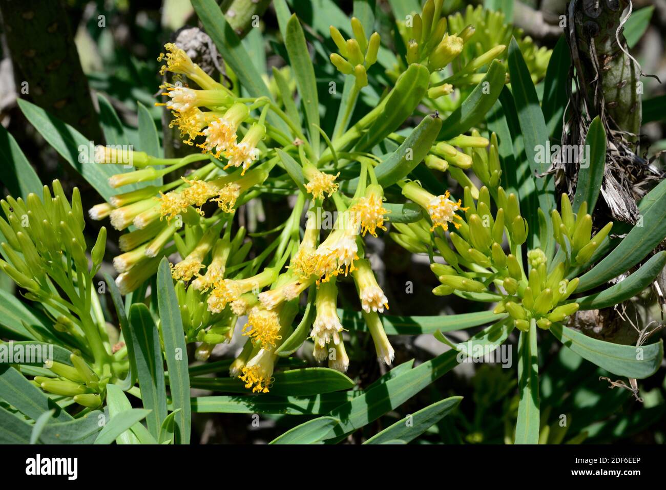 Verol verode hi-res stock photography and images - Alamy