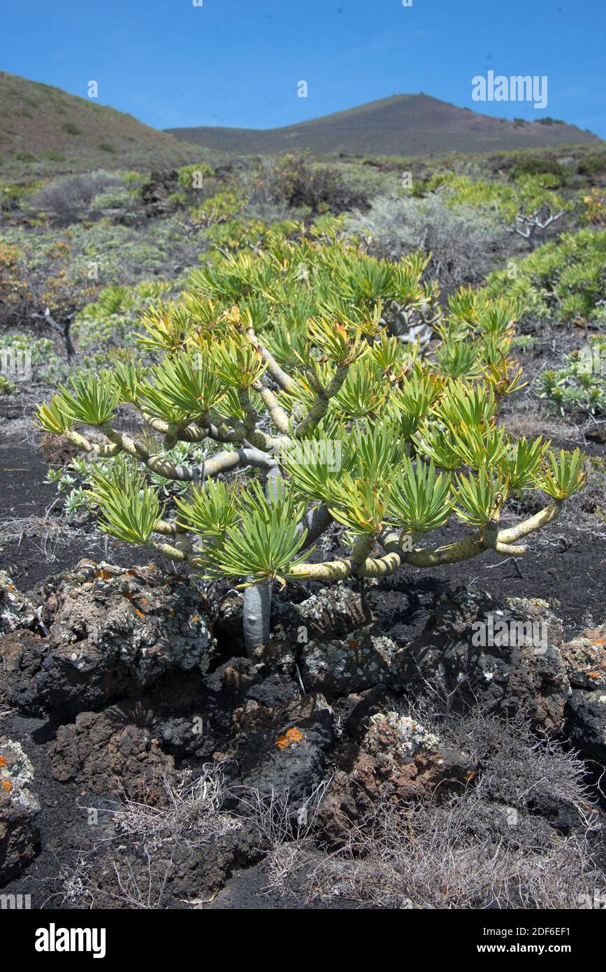 Verol verode hi-res stock photography and images - Alamy