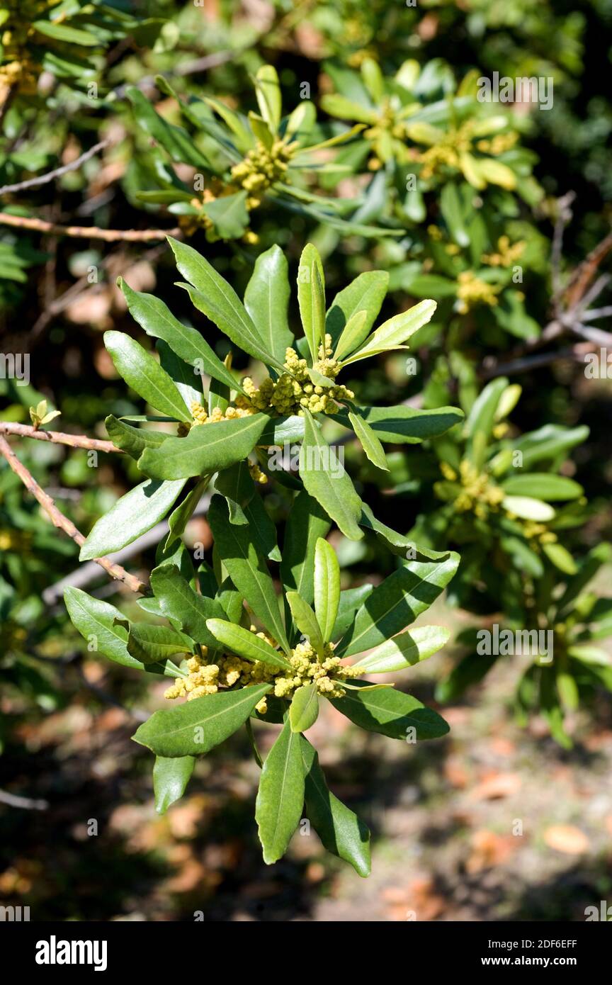 Myricaceae High Resolution Stock Photography and Images - Alamy