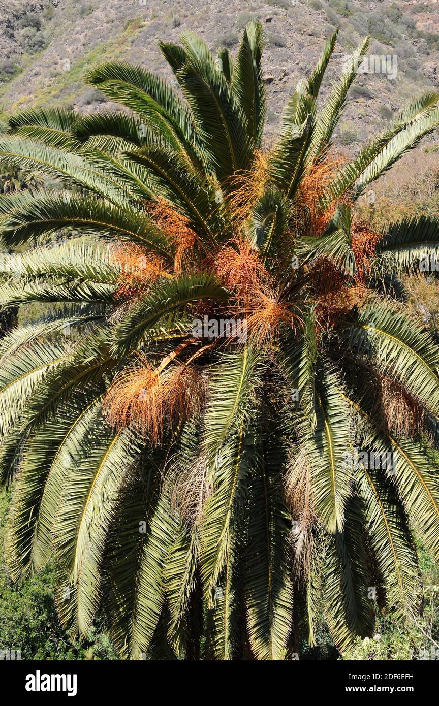 Canary palm tree phoenix canariensis hi-res stock photography and ...